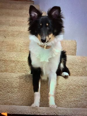 Lessons Learned from a Lost Dog – wateringcanblog