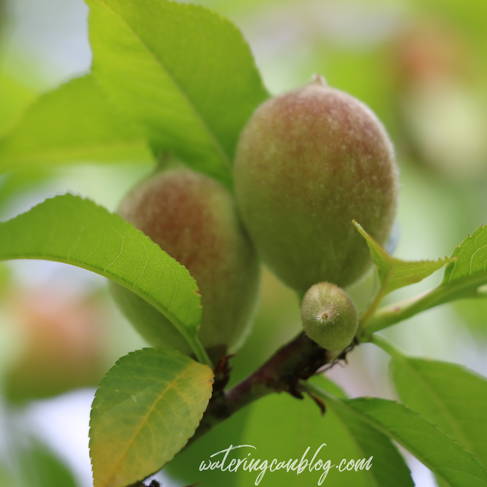 Beauty In The Mundane – wateringcanblog