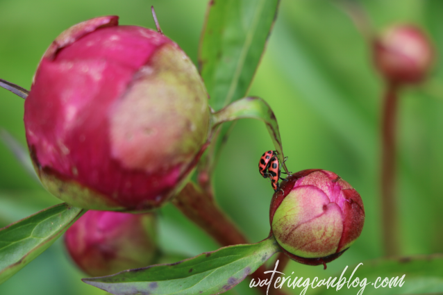 Beauty In The Mundane – wateringcanblog