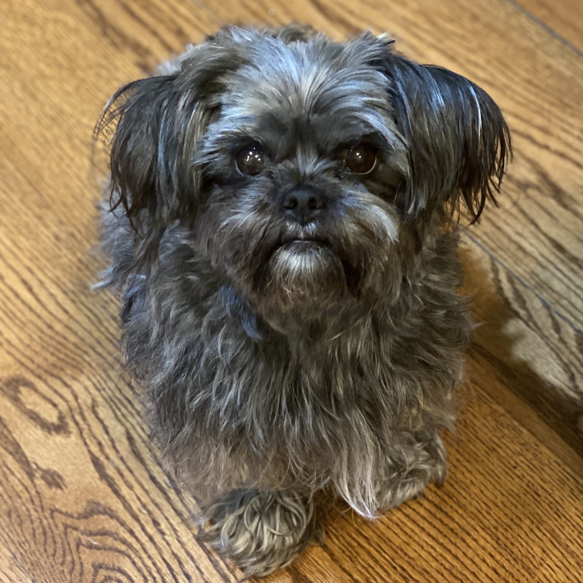 Do Dogs Get Headaches and Other Things To Think About – wateringcanblog